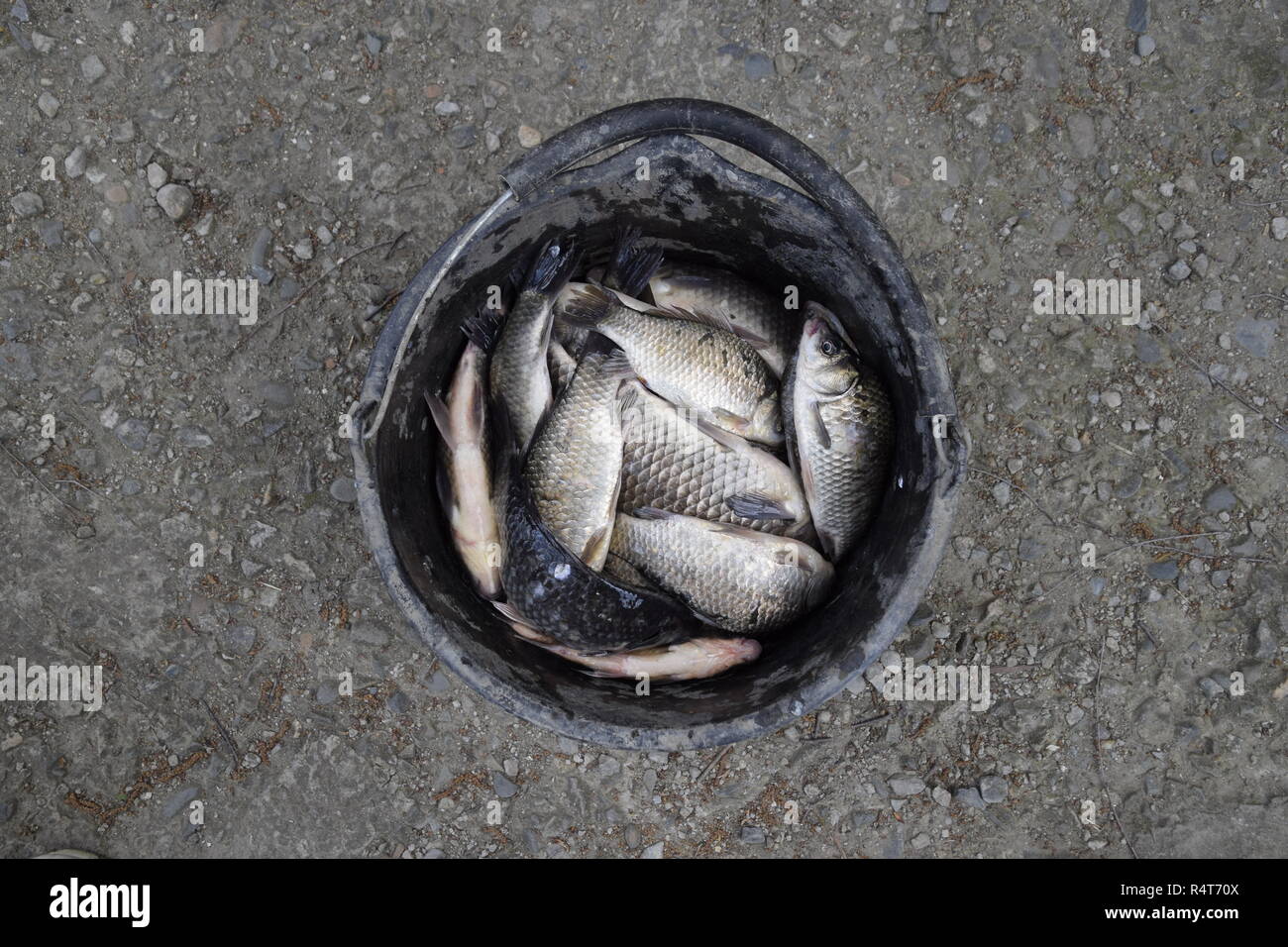 River fish in a plastic bucket. Fish catch. Carp and carp. Weed fish ...