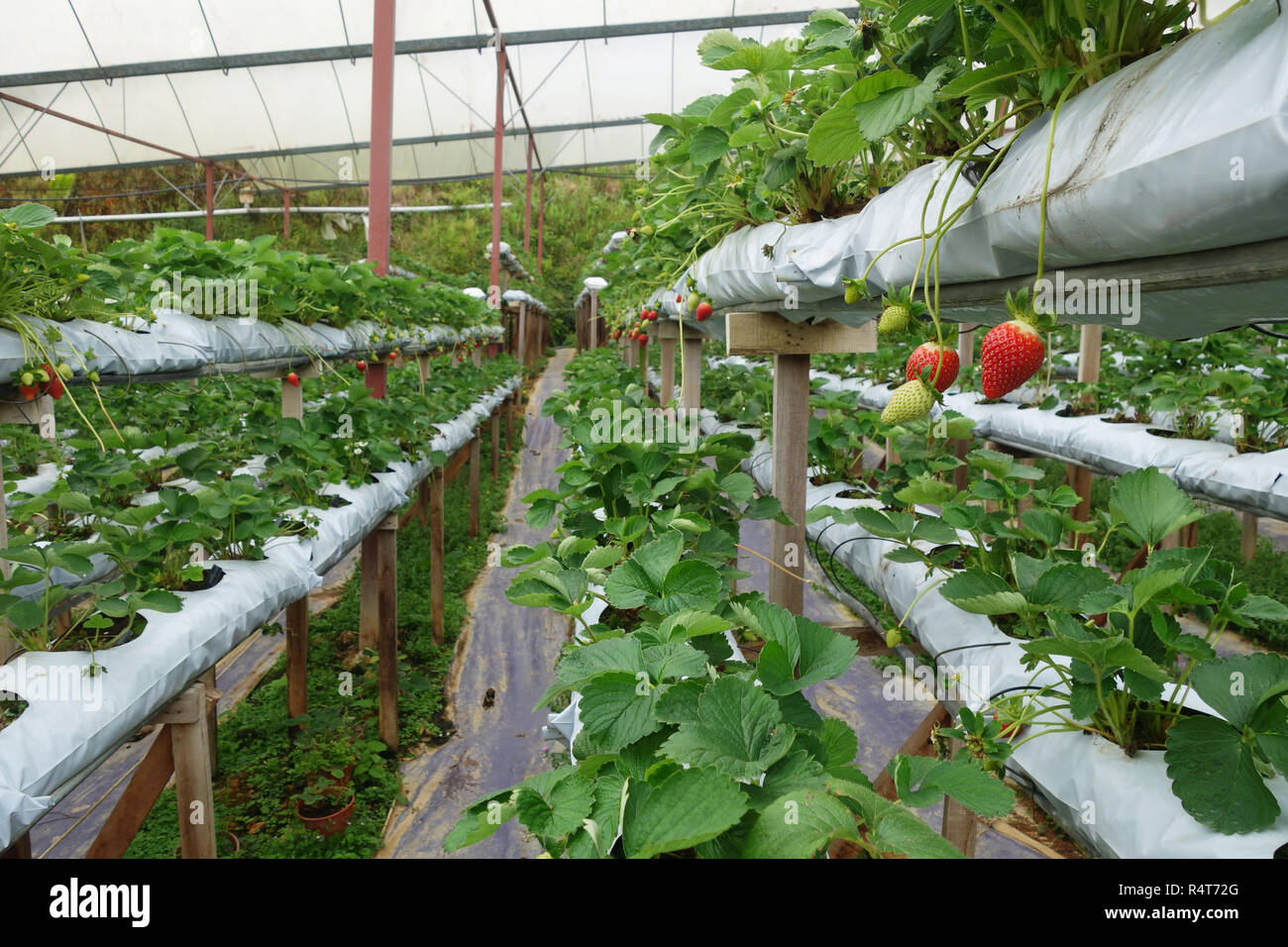 Luminous greenhouses hi-res stock photography and images - Alamy
