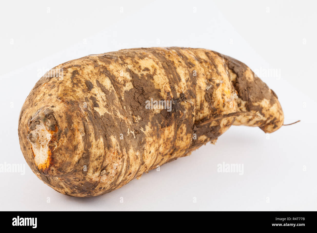 Arracacha (Arracacia xanthorrhiza) isolated Stock Photo - Alamy