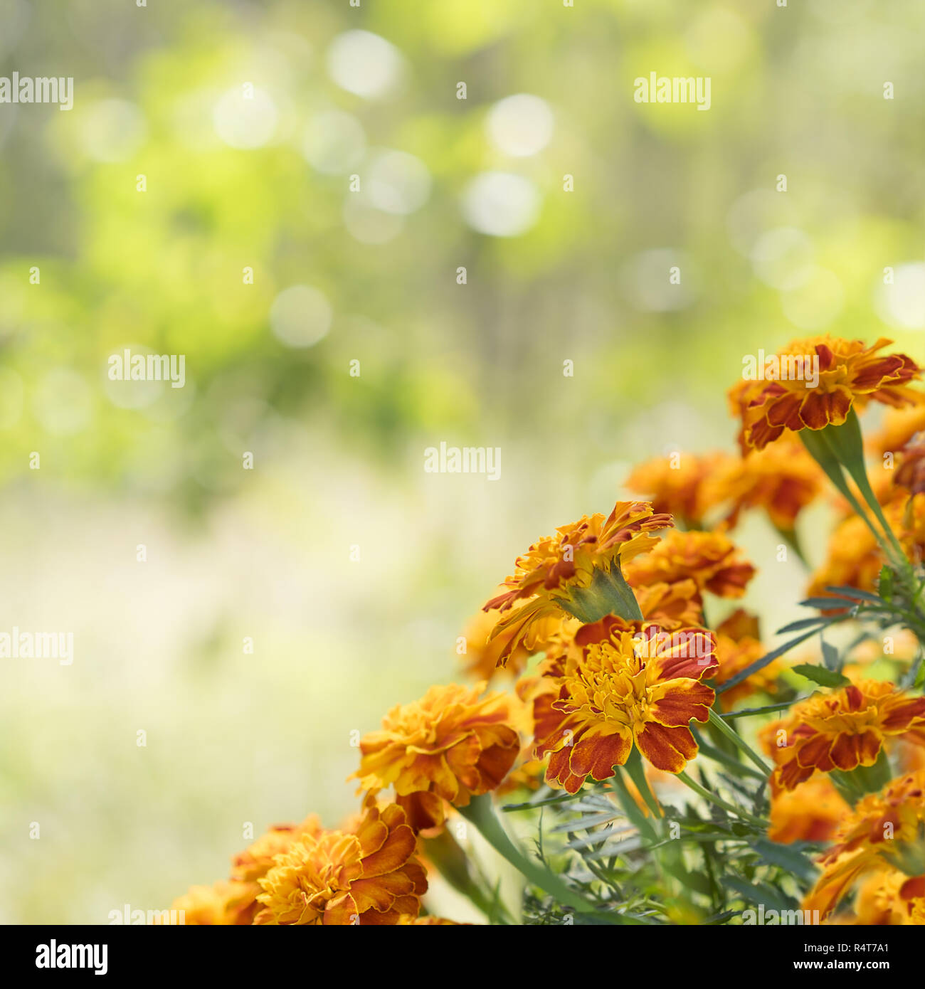 Bright marigold background square view Stock Photo - Alamy