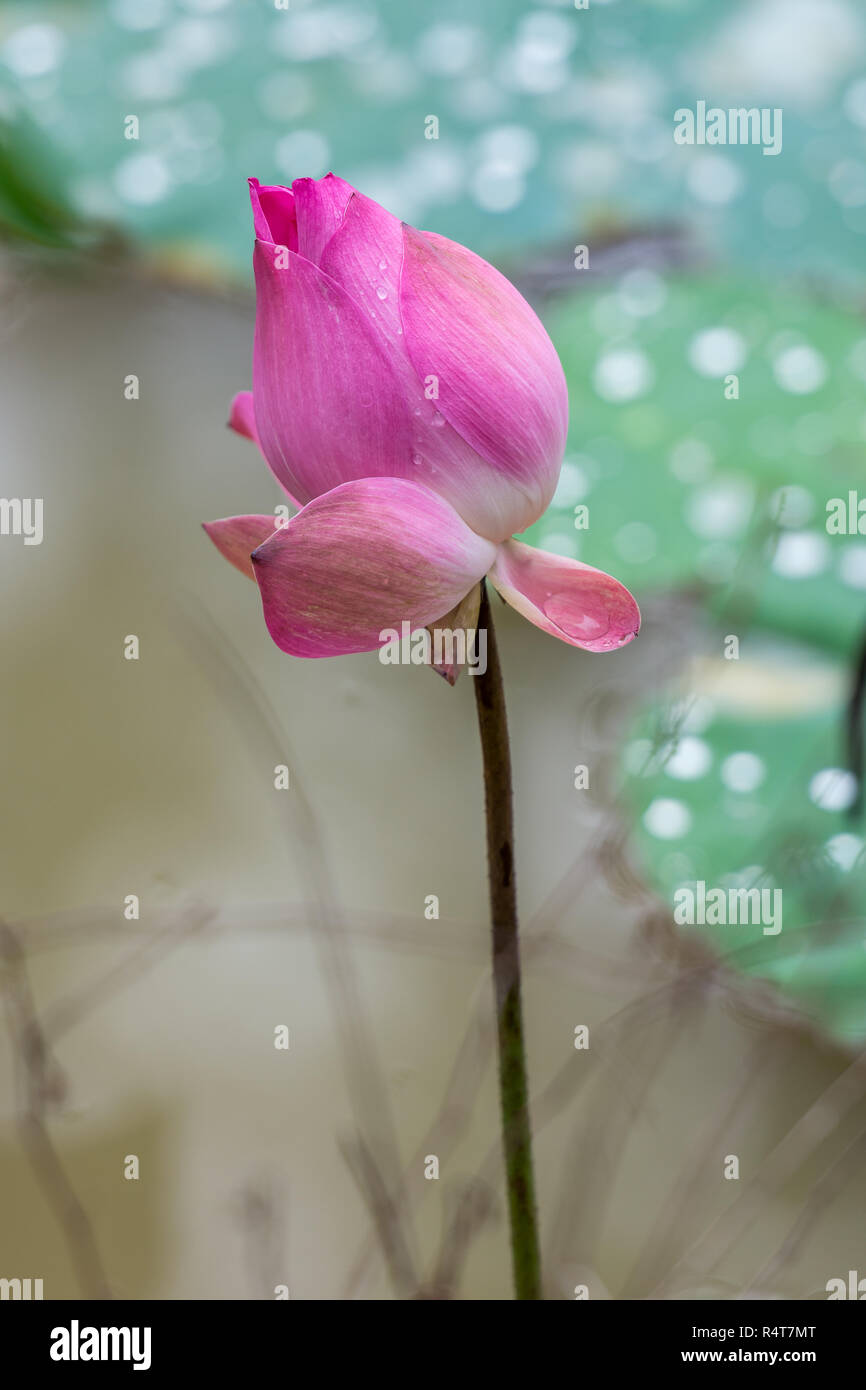 Pink lotus flower hi-res stock photography and images - Alamy