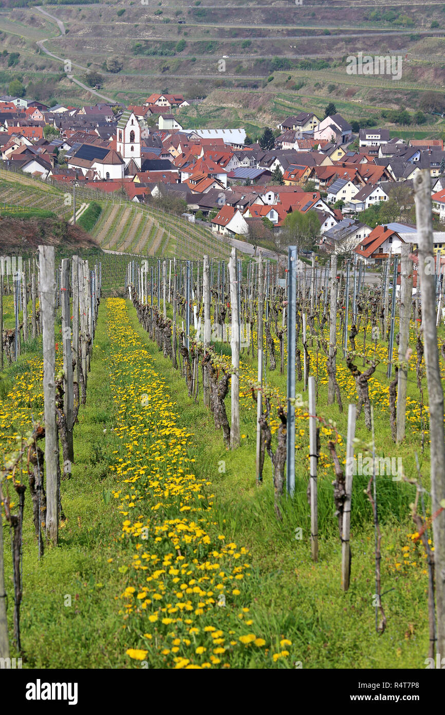 view of the weinterrassen near oberbergen in the inner kaiserstuhl ...