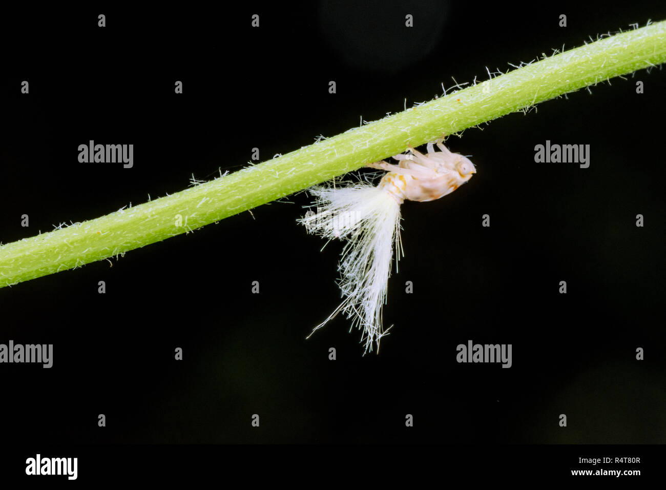 Ricania hi-res stock photography and images - Alamy