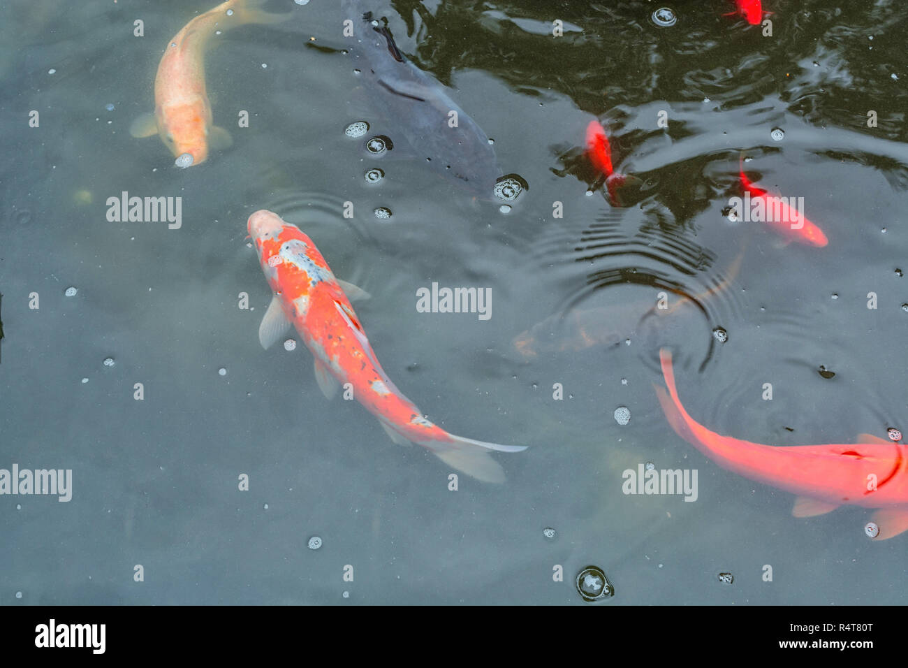 koi fish swim in the pond Stock Photo - Alamy