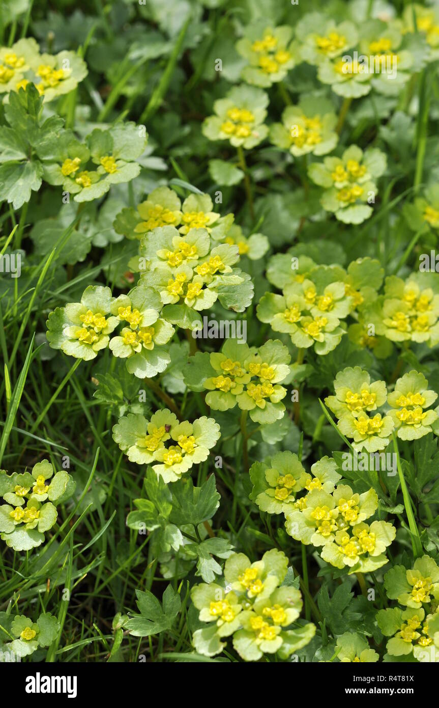 Golden saxifrage Chrysoplenium alterifolium flowering in early spring ...