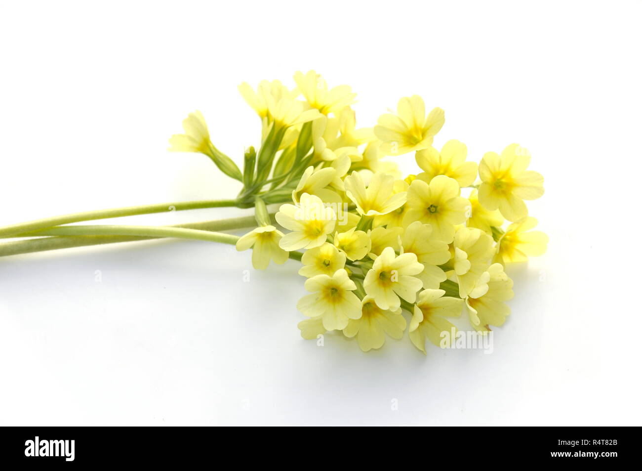 Common cowslip hi-res stock photography and images - Alamy