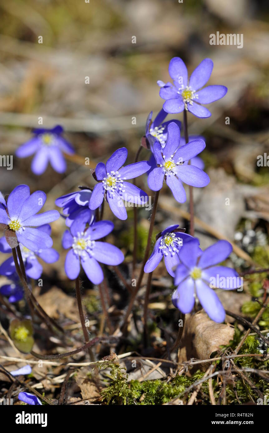 The blue anemone Hepatica nobilis flowering in early spring Stock Photo ...