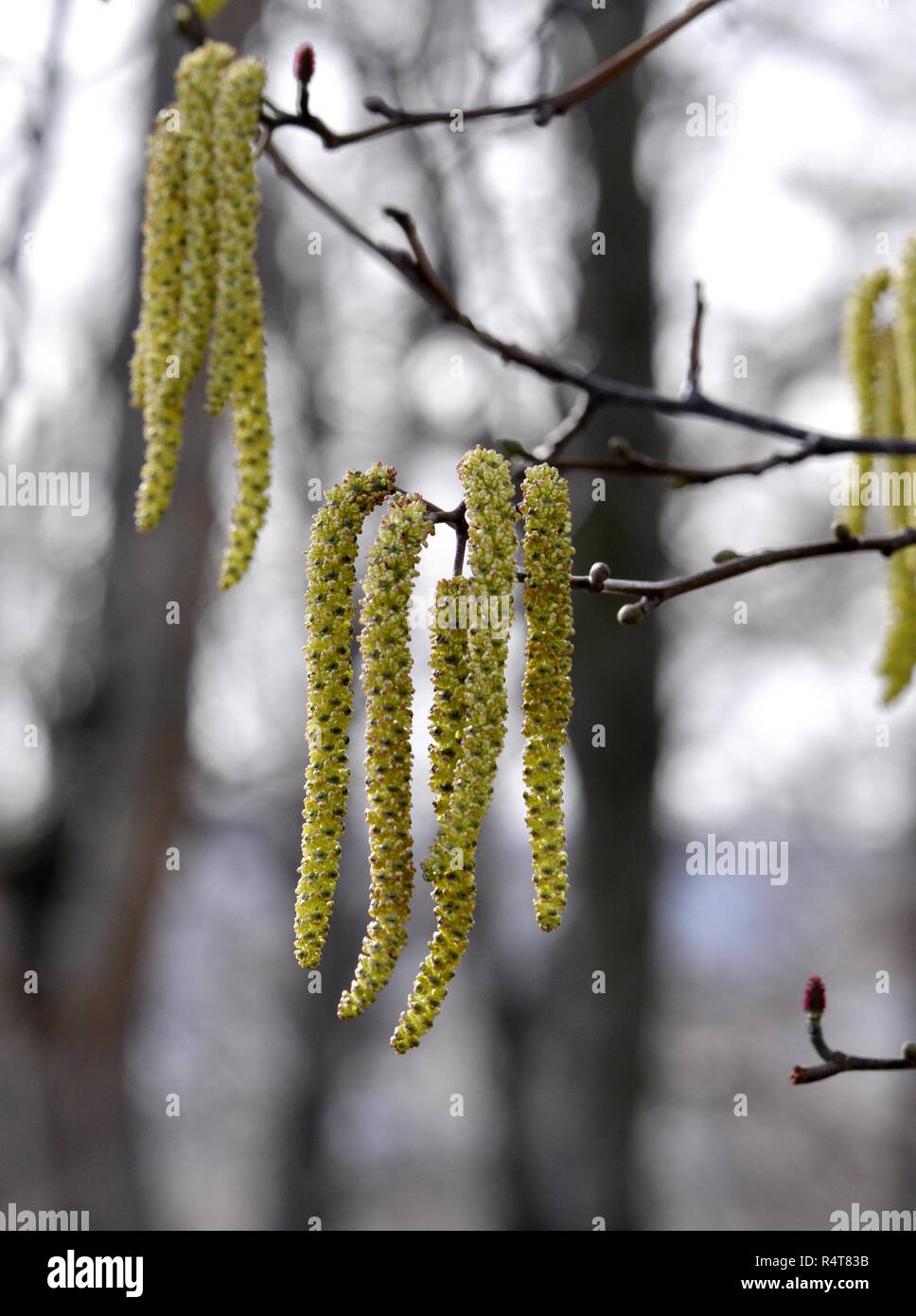Birch tree in spring hi-res stock photography and images - Alamy