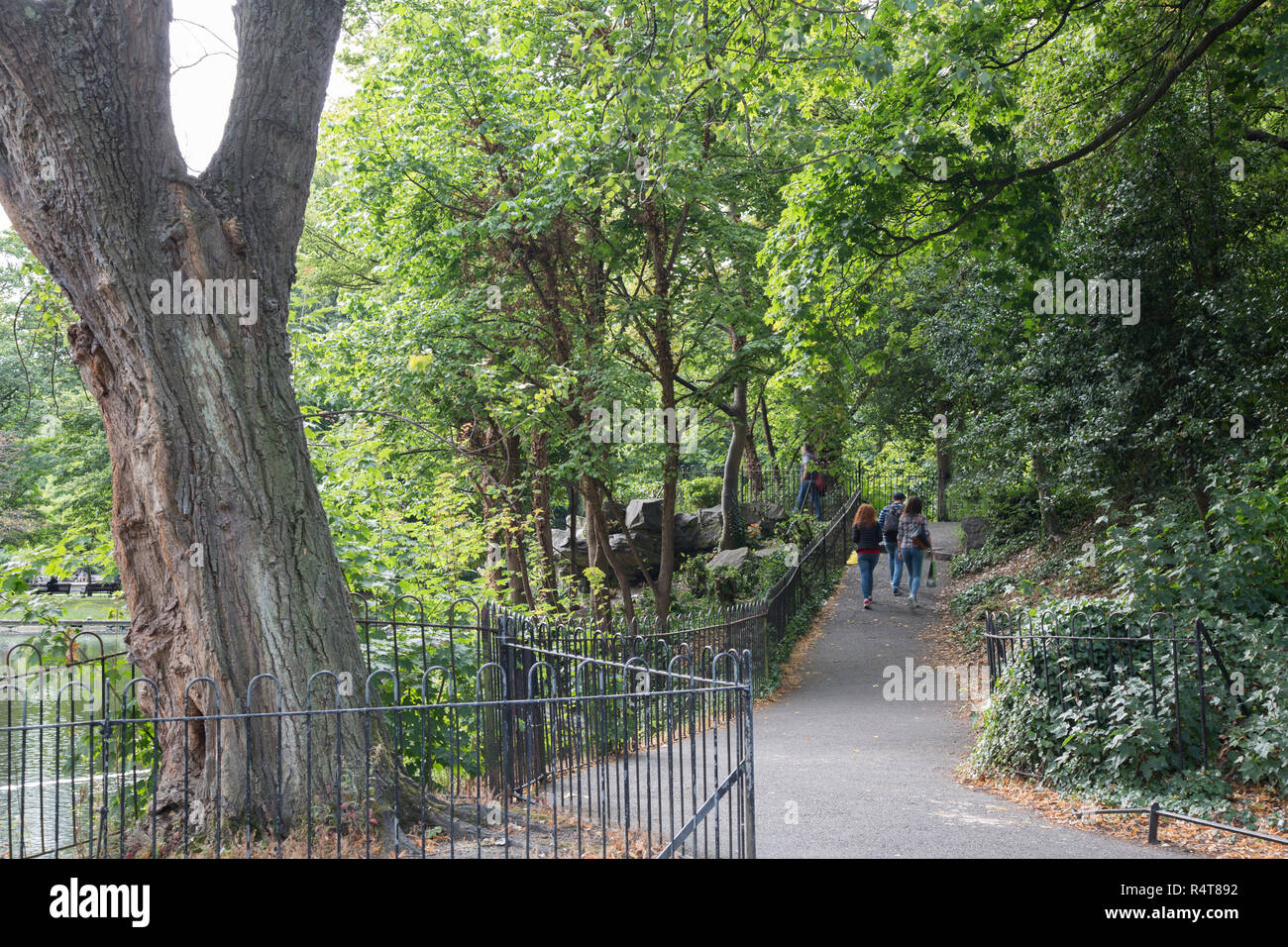 Tree in St Stephens Green Park, Dublin; Ireland Stock Photo - Alamy