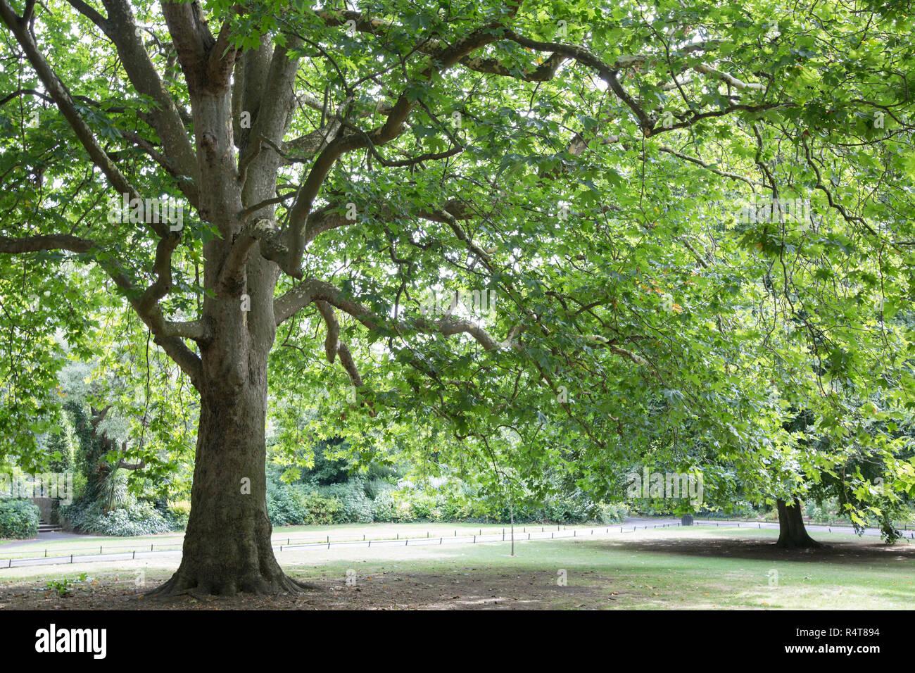Tree in St Stephens Green Park, Dublin; Ireland Stock Photo - Alamy