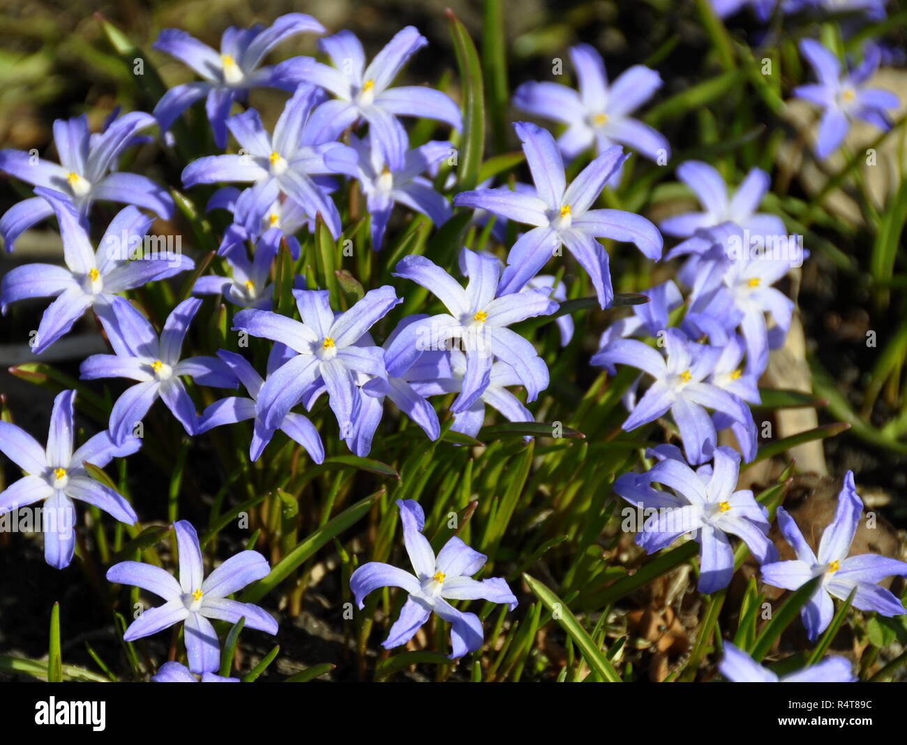 Glory of the snow flowers hi-res stock photography and images - Alamy