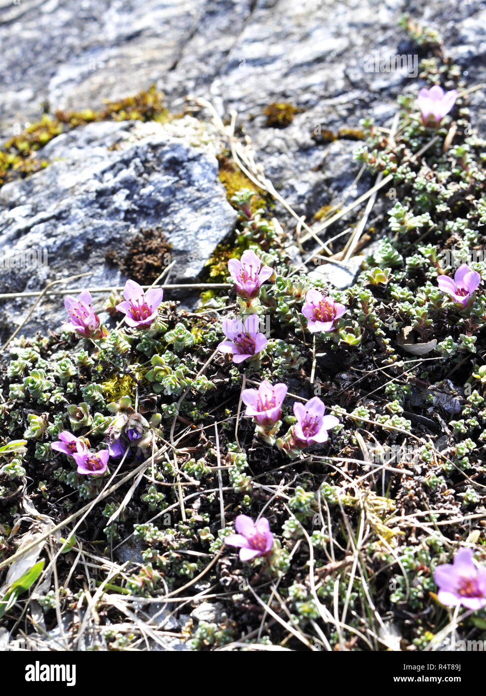 Creeping saxifrage hi-res stock photography and images - Alamy