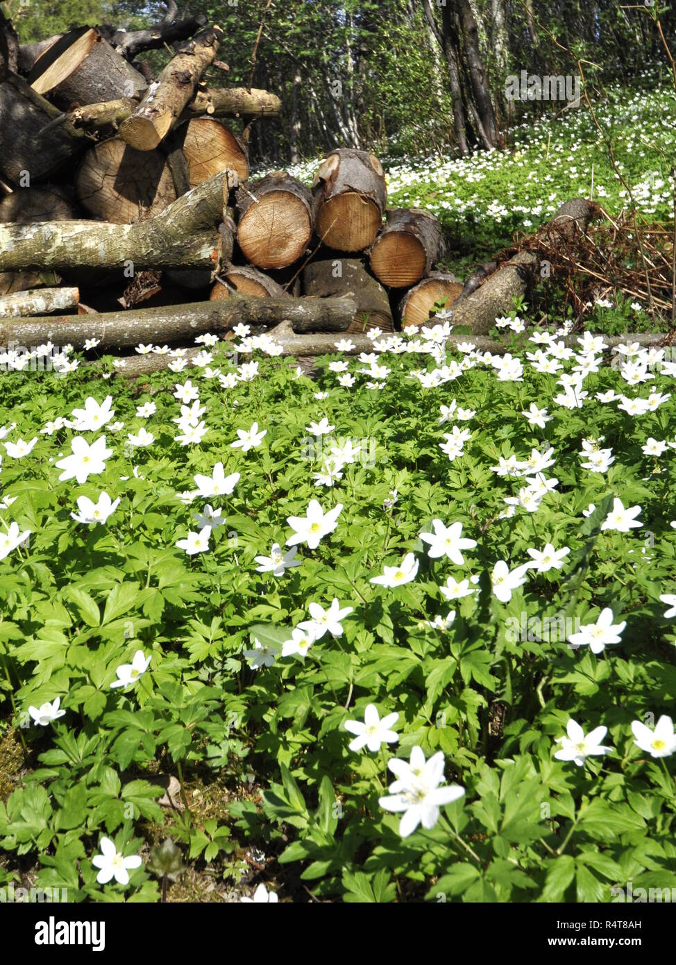 Field of wood anemone in spring Stock Photo - Alamy