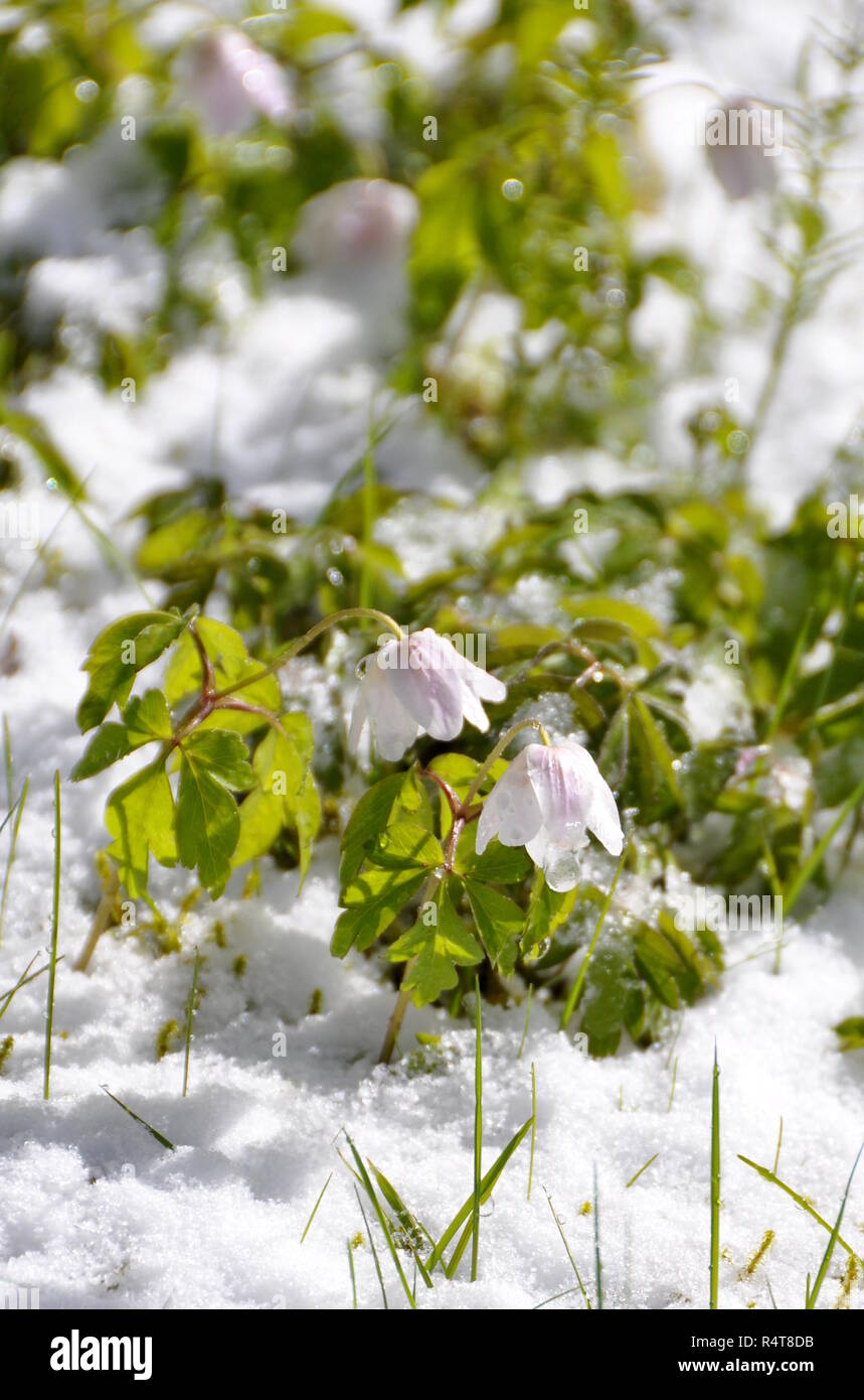 Windflower Anemone nemorosa covered in snow in early spring Stock Photo ...