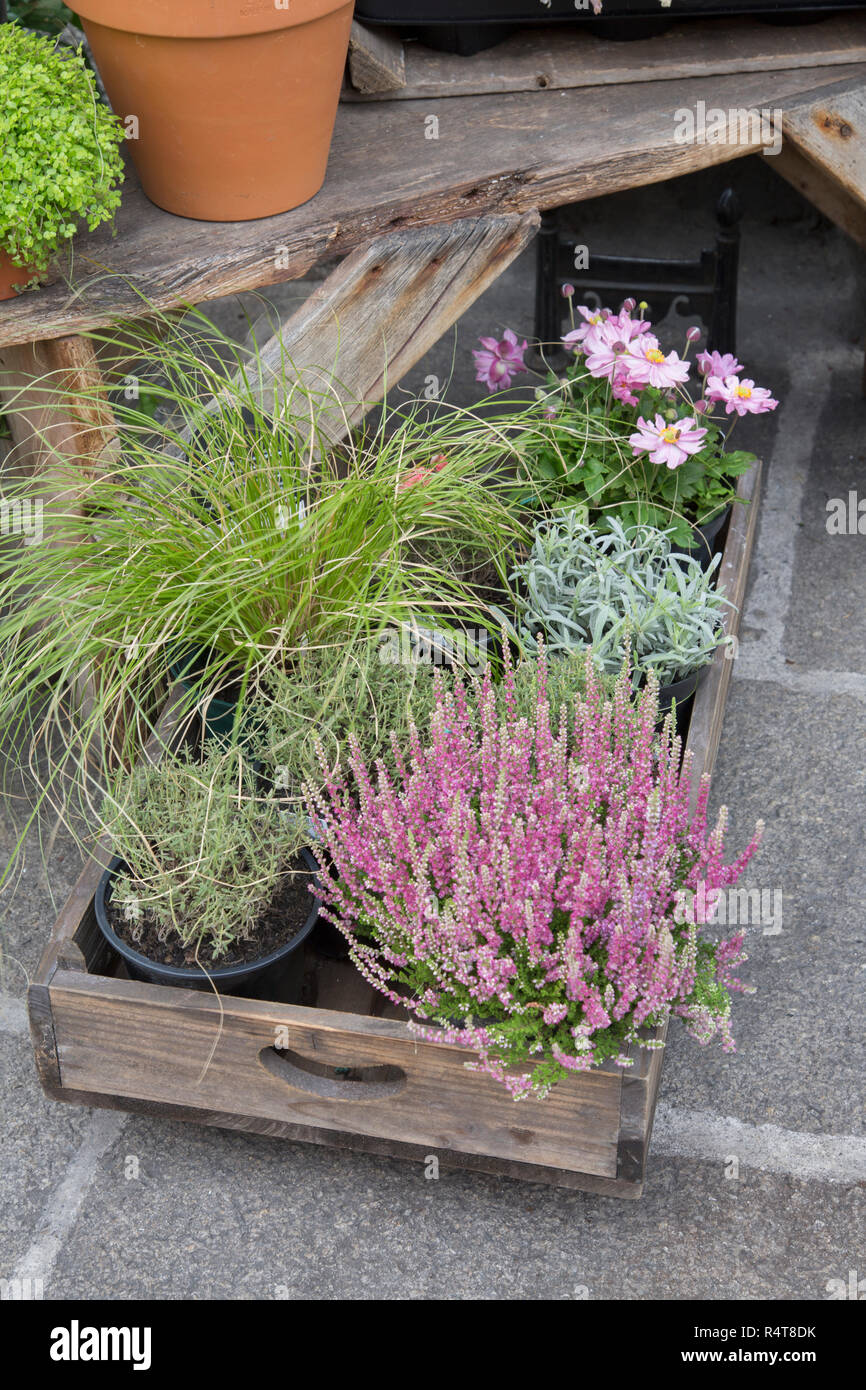 Plant Design with Heather and other Flowers Stock Photo - Alamy