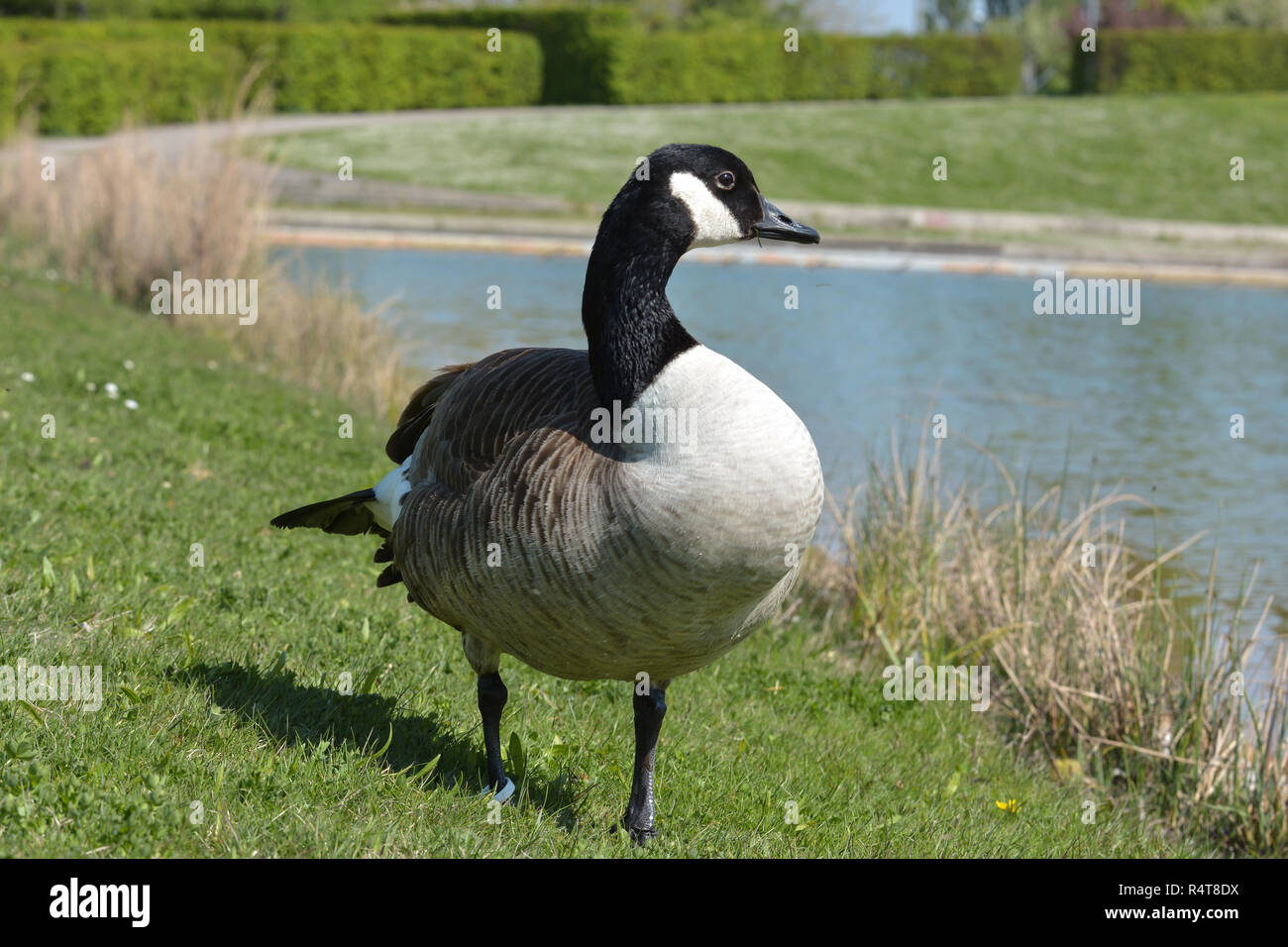 canada goose at the lake Stock Photo - Alamy