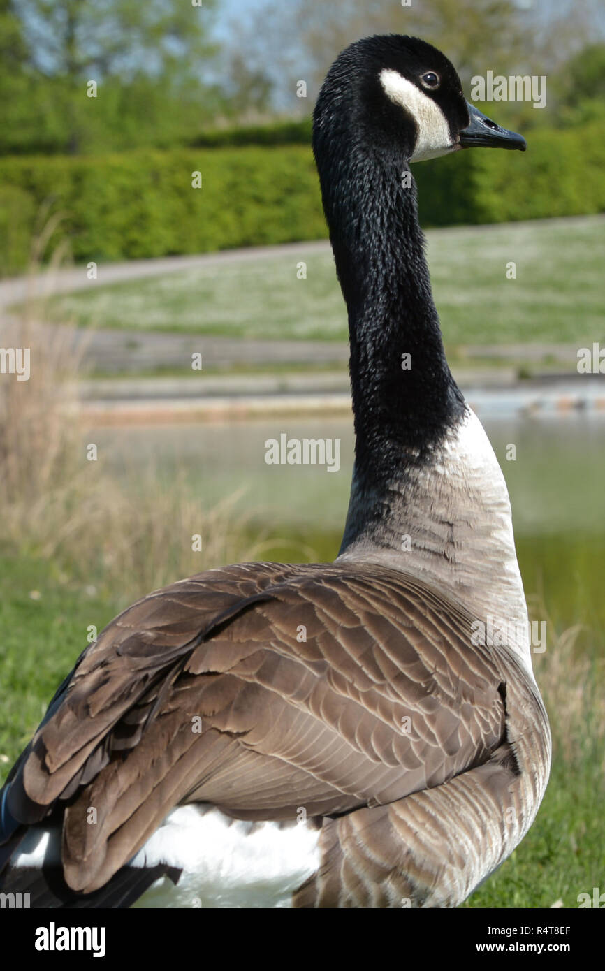 Ga nse geese hi-res stock photography and images - Alamy