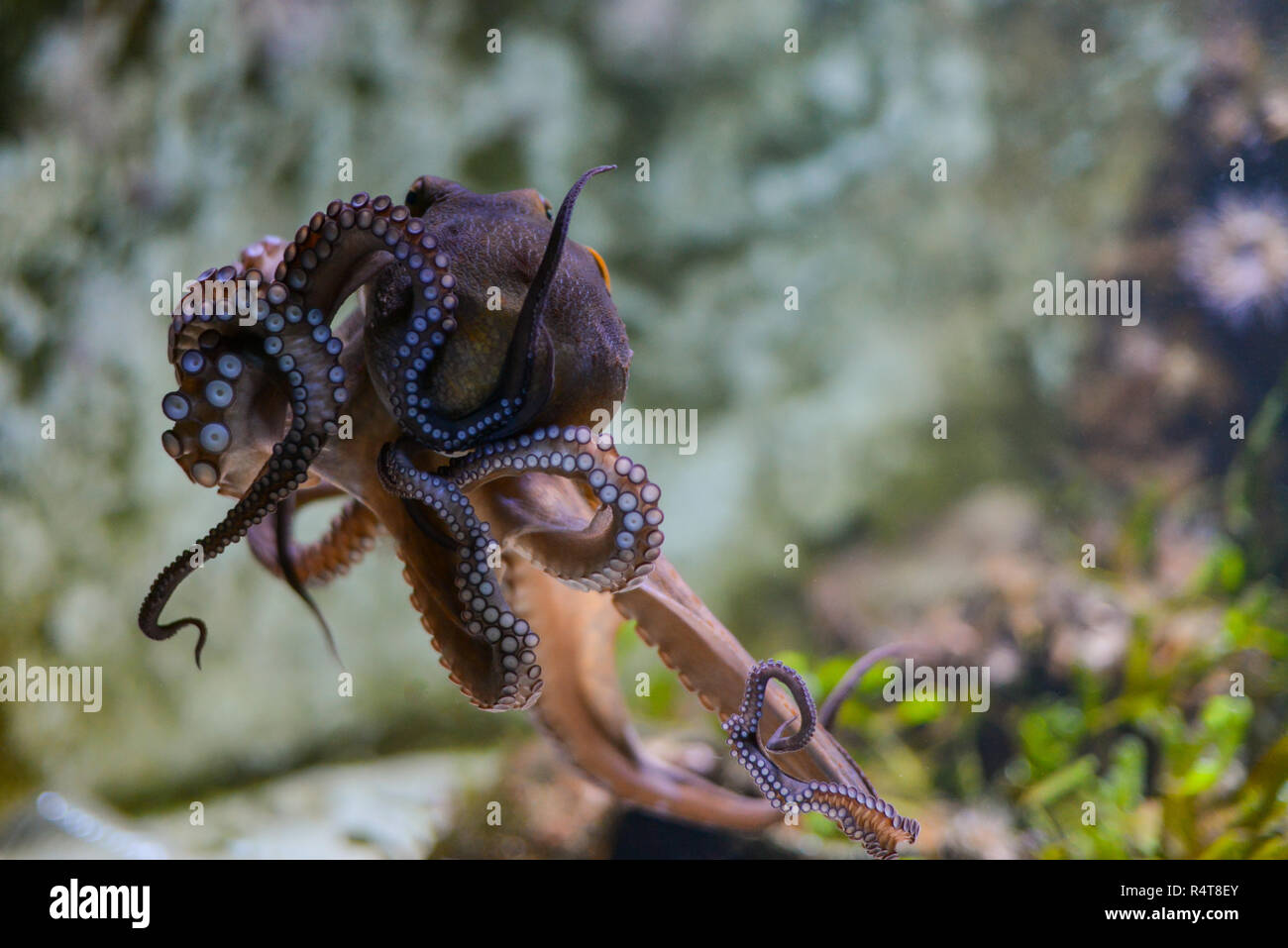 octopus in action Stock Photo - Alamy