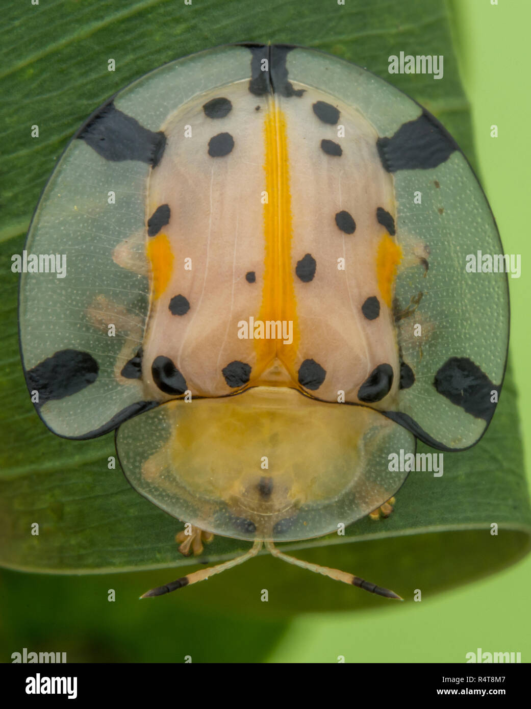Cute beautiful Tortoise rare Beetles close-up Stock Photo - Alamy
