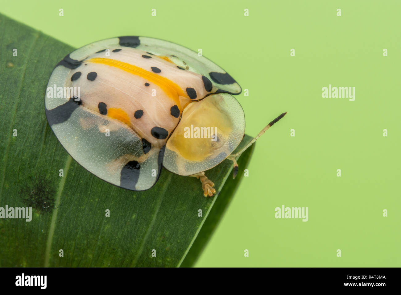 Cute beautiful Tortoise rare Beetles close-up Stock Photo - Alamy