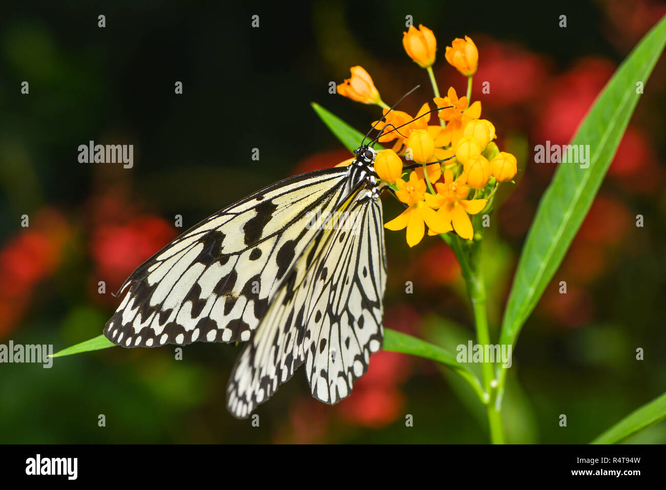 Weiaye baumnymphe hi-res stock photography and images - Alamy