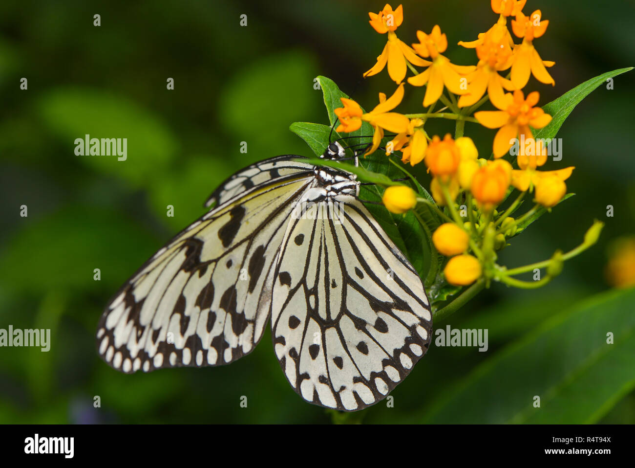 white tree nymph Stock Photo - Alamy