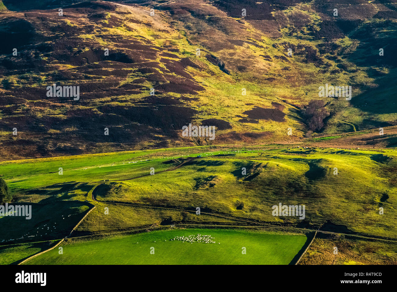 The Ettrick Shepherd Stock Photos & The Ettrick Shepherd Stock Images ...