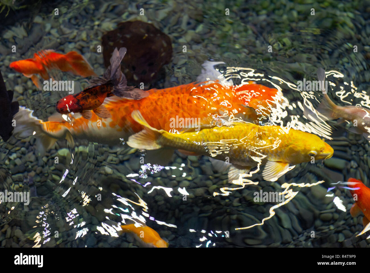 koi fish in pond Stock Photo - Alamy