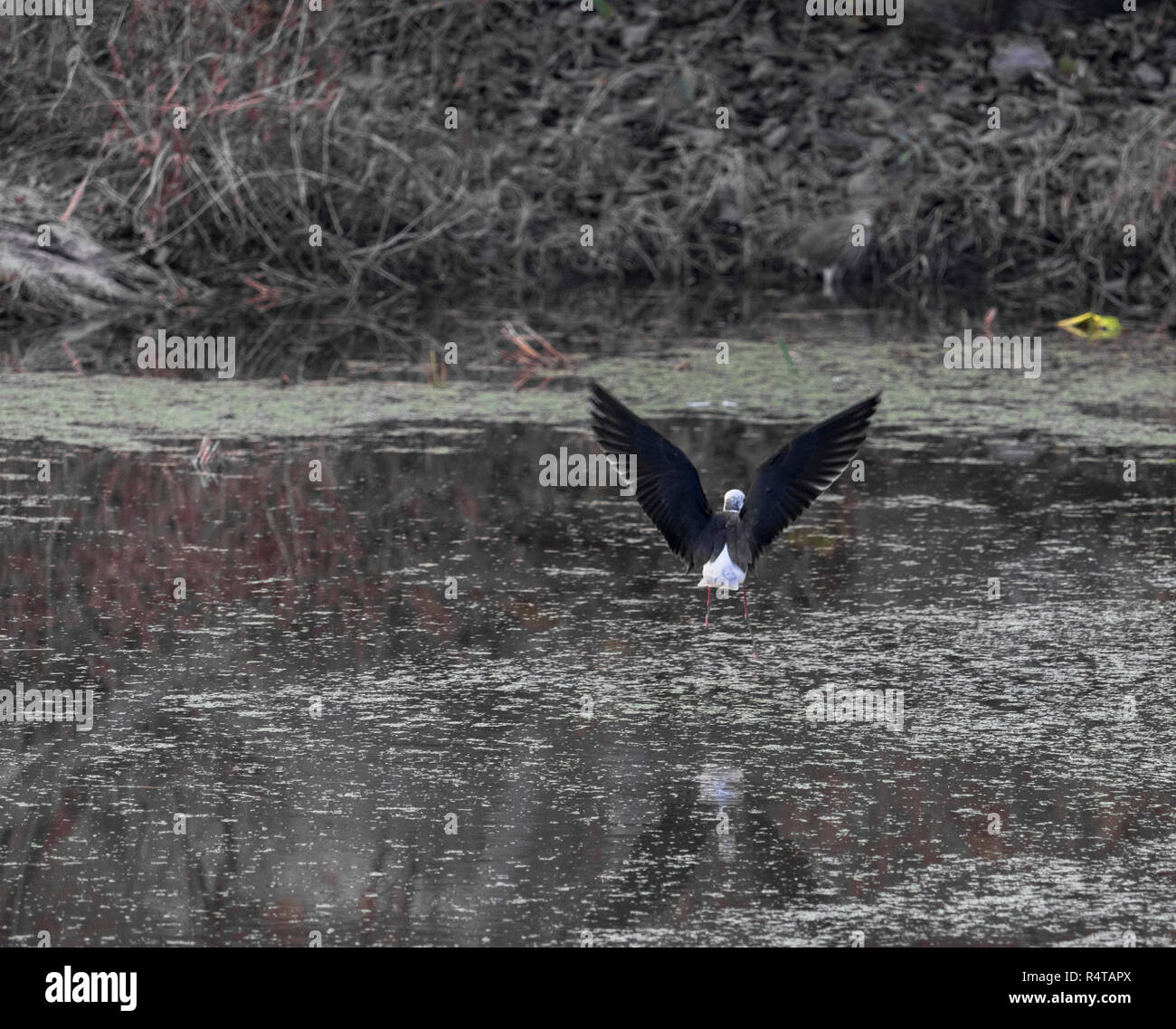 Black legged stilt hi-res stock photography and images - Alamy
