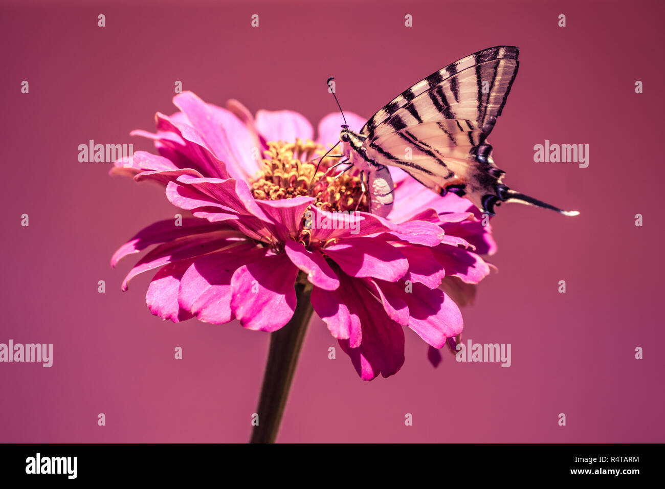 Cream white colored wings hi-res stock photography and images - Alamy