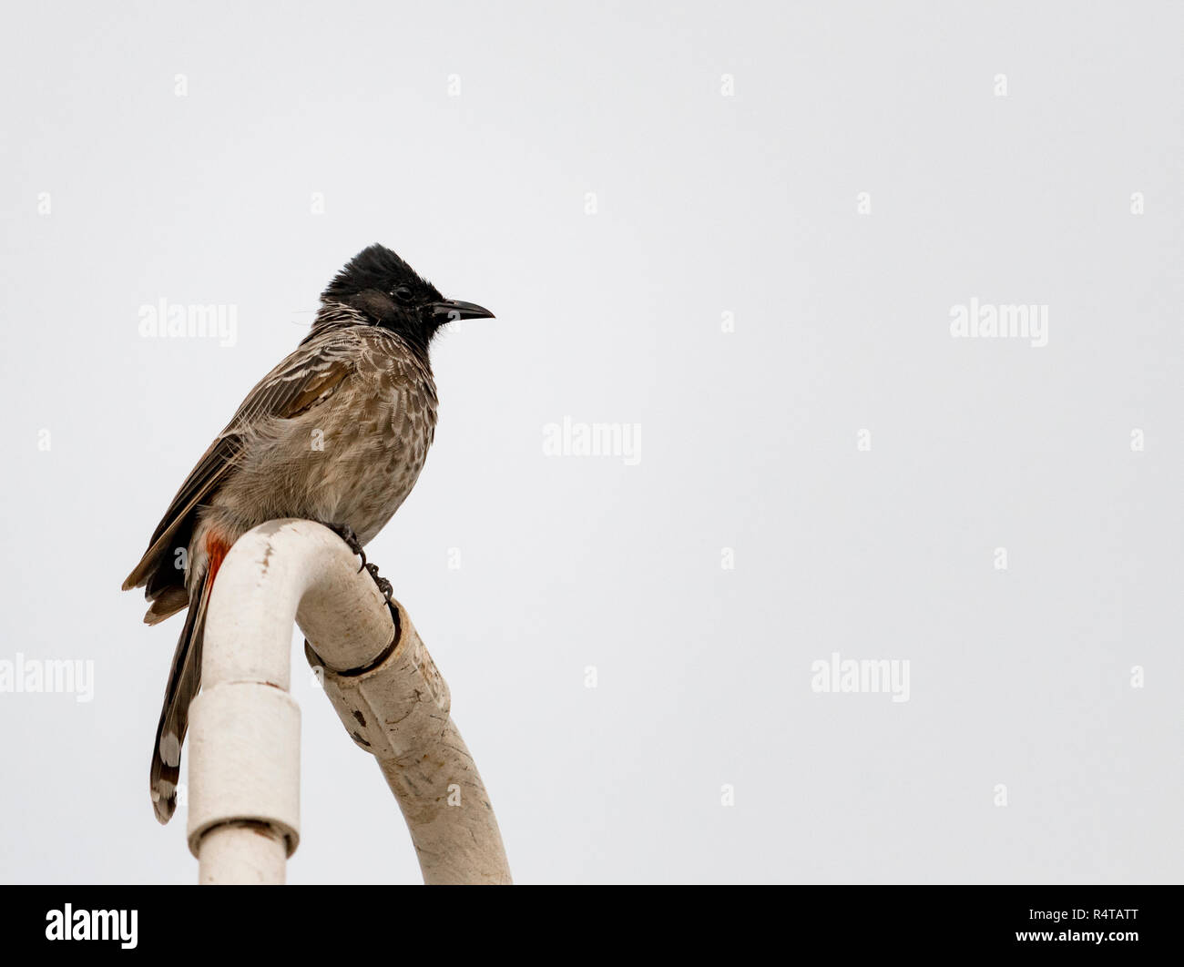Indian bulbul hi-res stock photography and images - Alamy