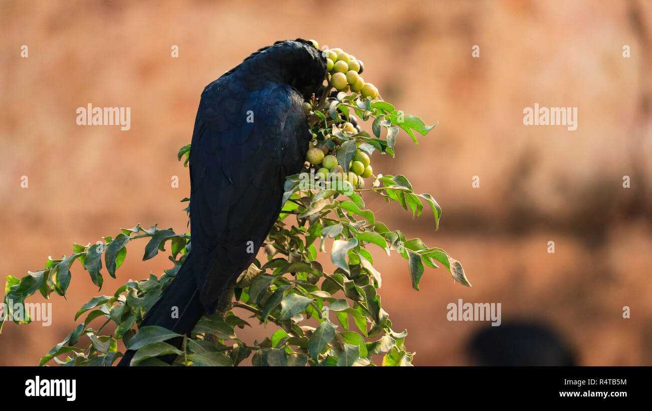 Drongo bird hi-res stock photography and images - Alamy