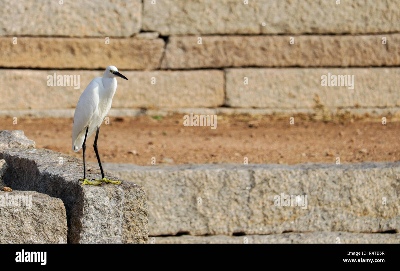 Yellow ring eyed bird hi-res stock photography and images - Alamy