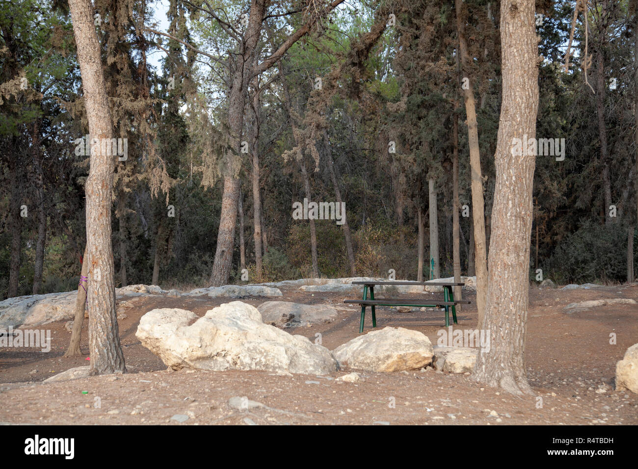Israel Pine Trees In Forest High Resolution Stock Photography and ...