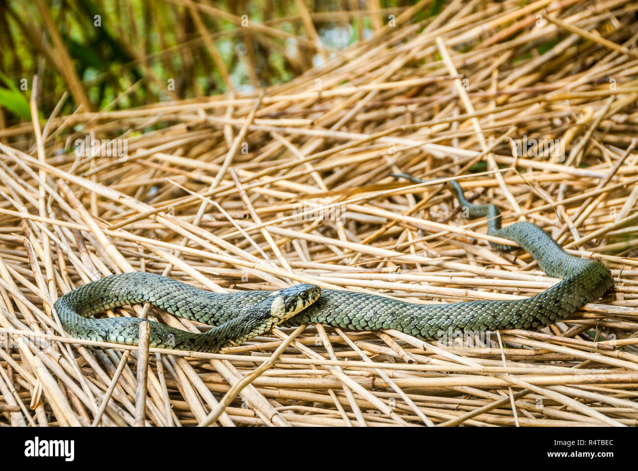 Grass snake on a pile of reed Stock Photo - Alamy