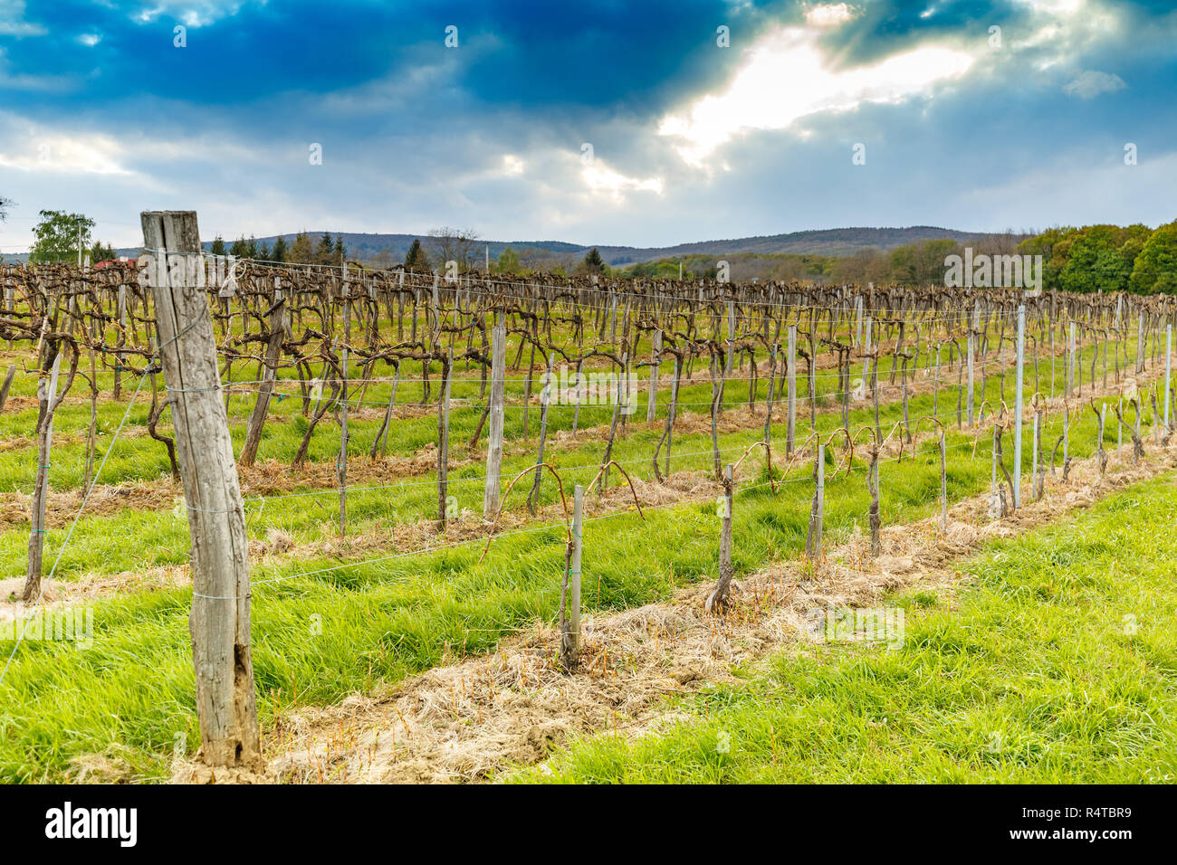 Rows of vineyards Stock Photo - Alamy