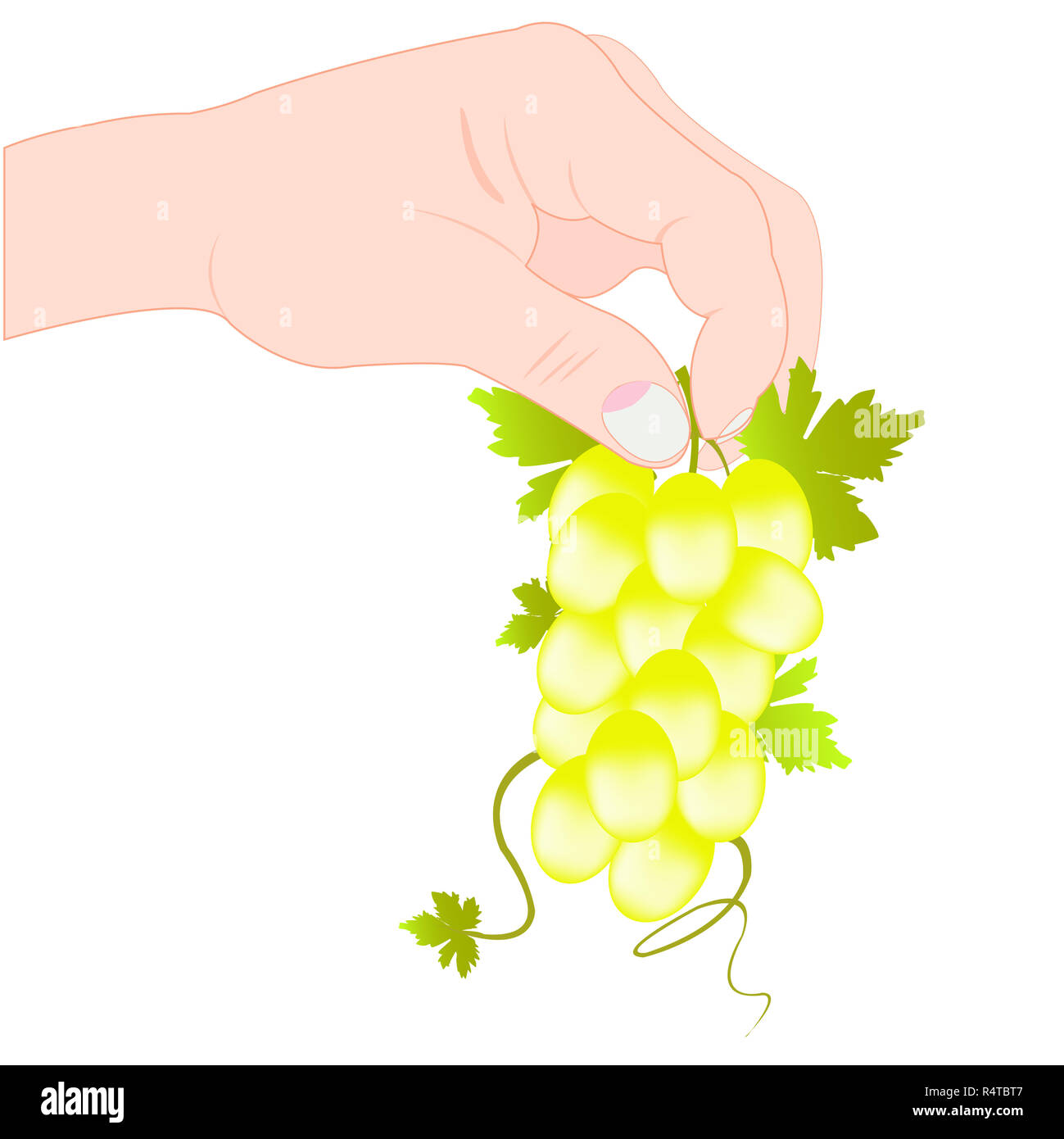 Grape garden Cut Out Stock Images & Pictures - Alamy