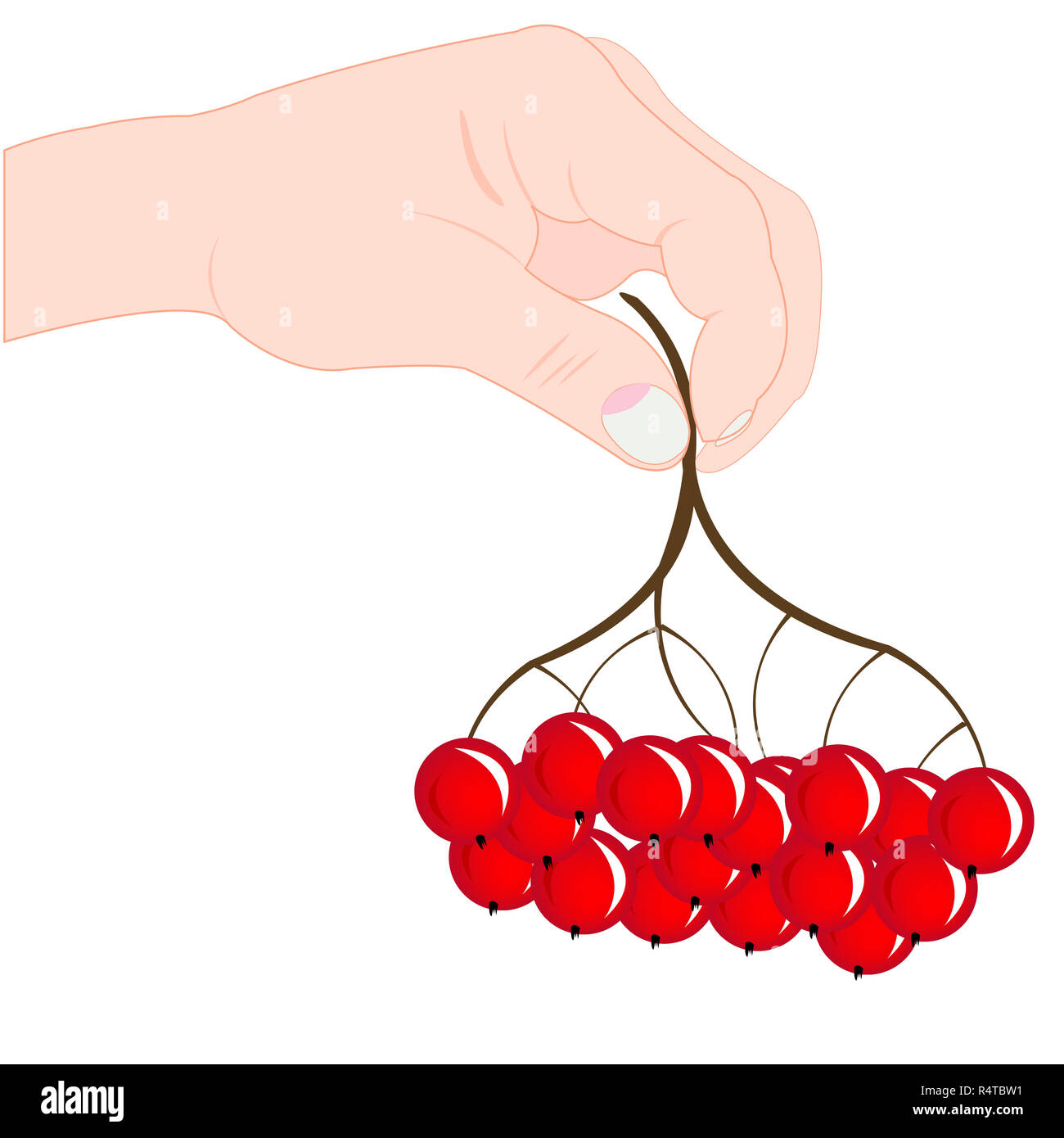 Berry in hand Stock Photo - Alamy