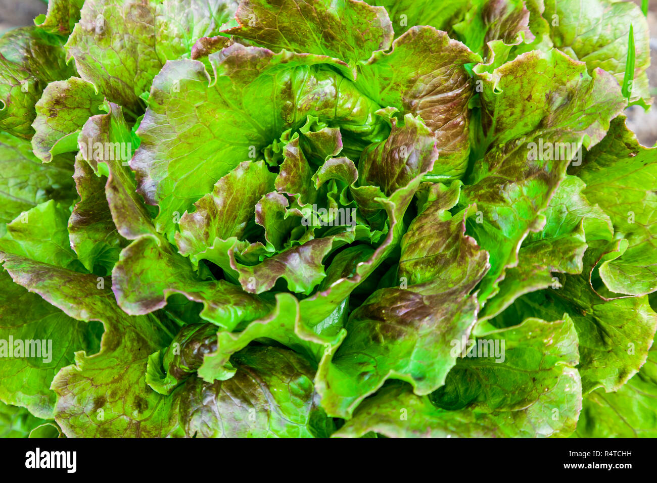 Botany vegetable hi-res stock photography and images - Alamy