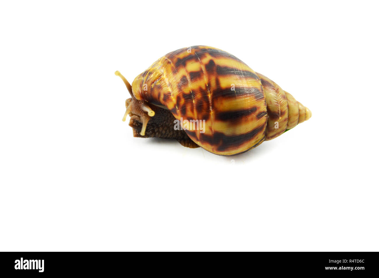 snail isolated / the garden snail striped isolated on white background ...