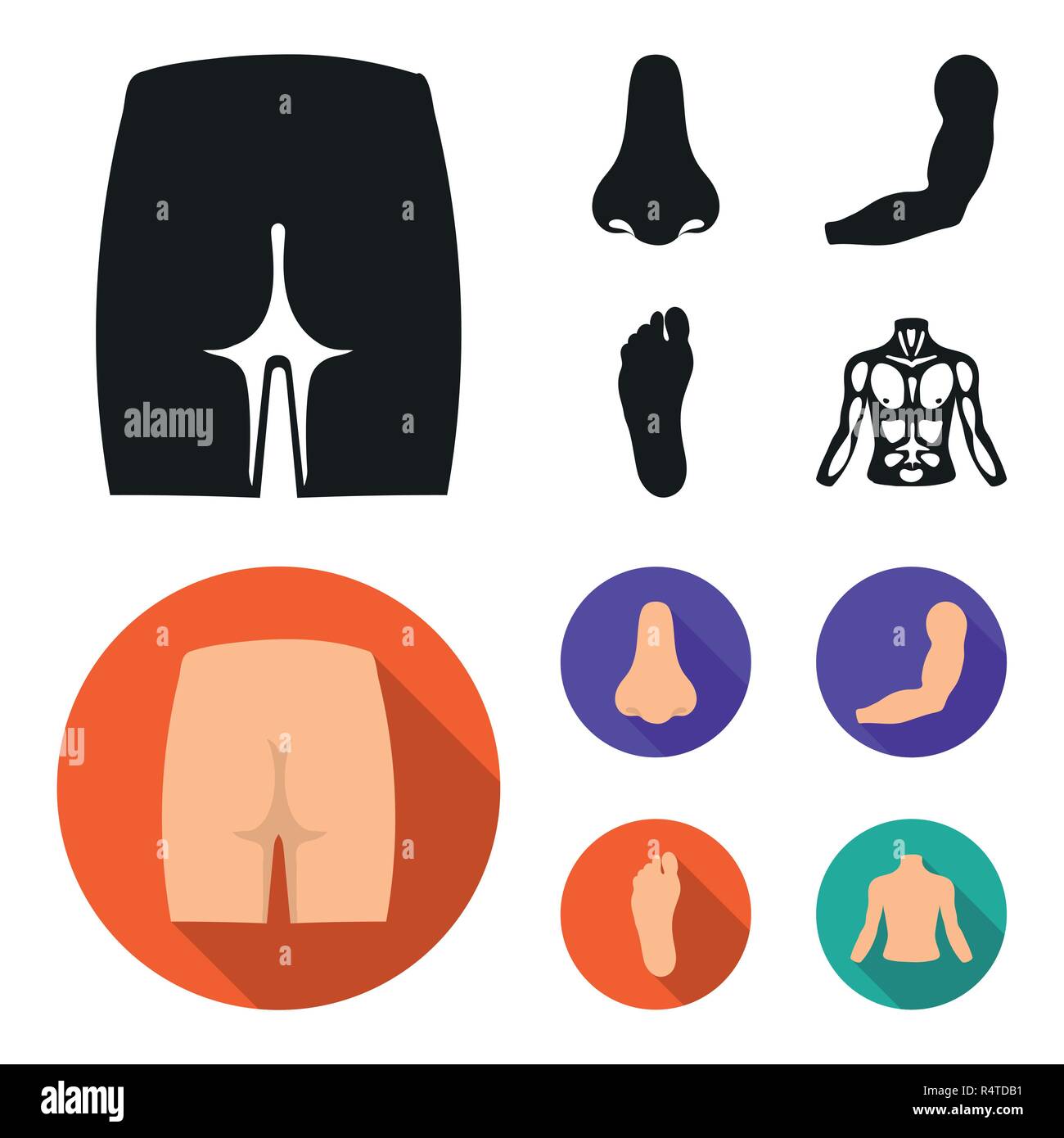 Buttock anatomy Stock Vector Images - Alamy