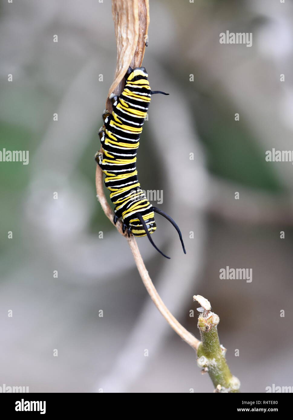 Monarch butterfly caterpillar on a twig Stock Photo - Alamy