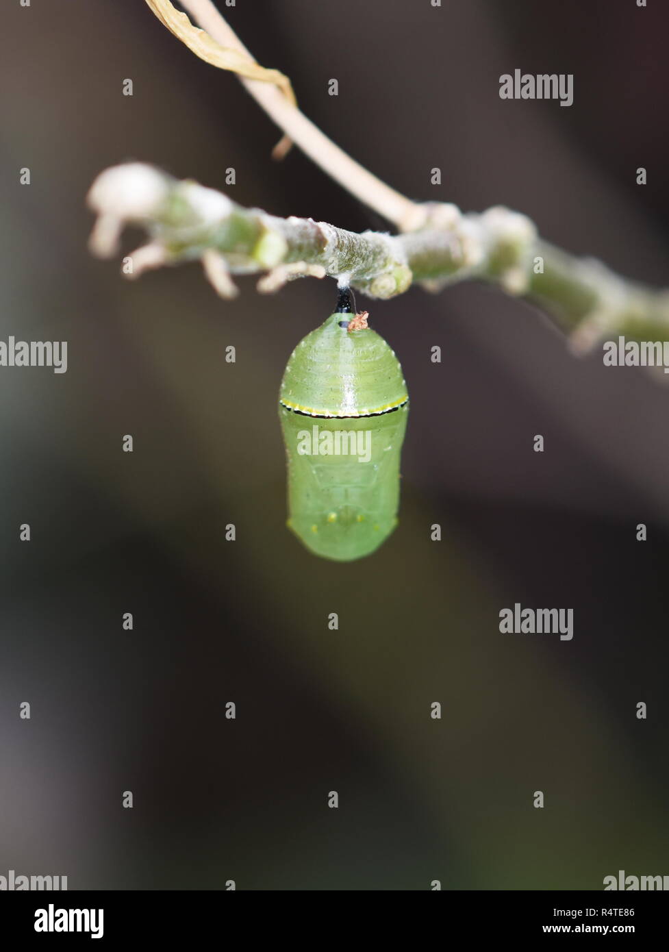 Monarch butterfly hatching cocoon hi-res stock photography and images ...