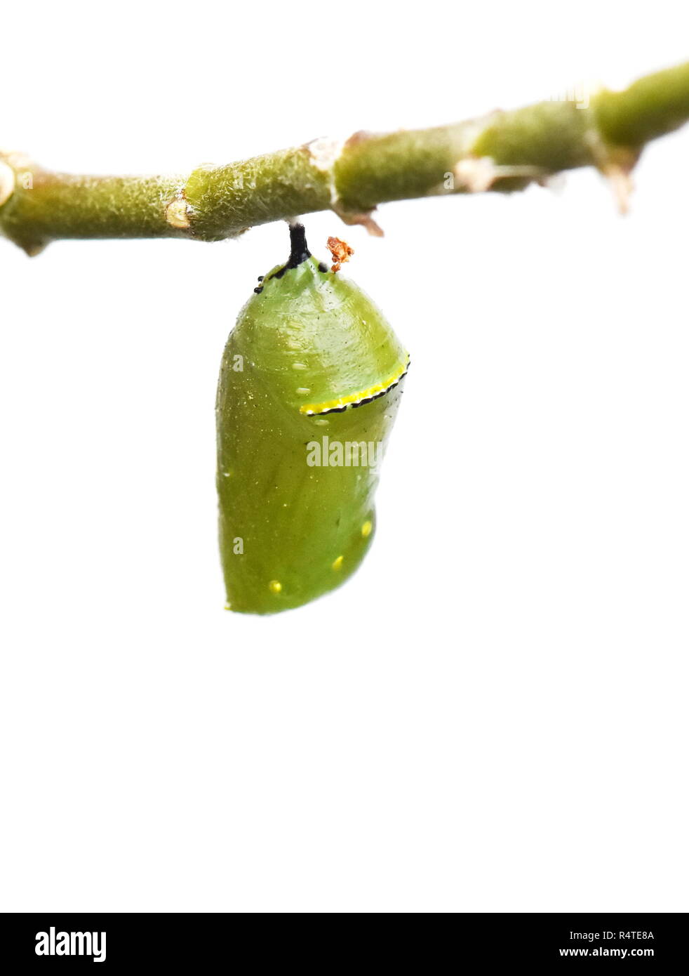 Pupae of the monarch butterfly on white background Stock Photo - Alamy
