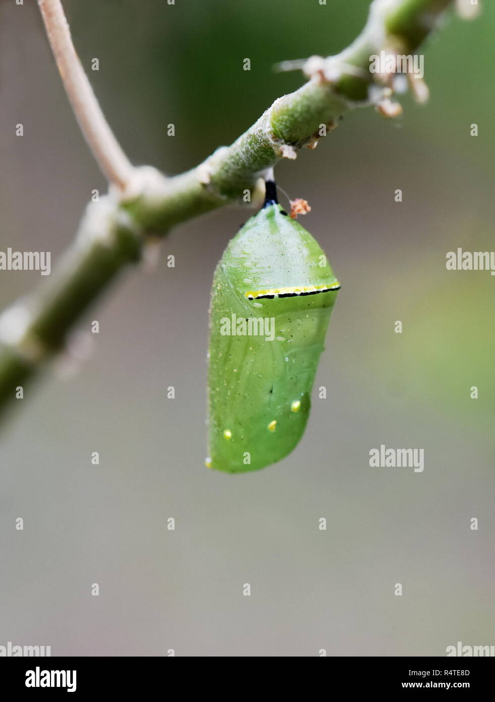 A life cycle of a butterfly hi-res stock photography and images - Alamy
