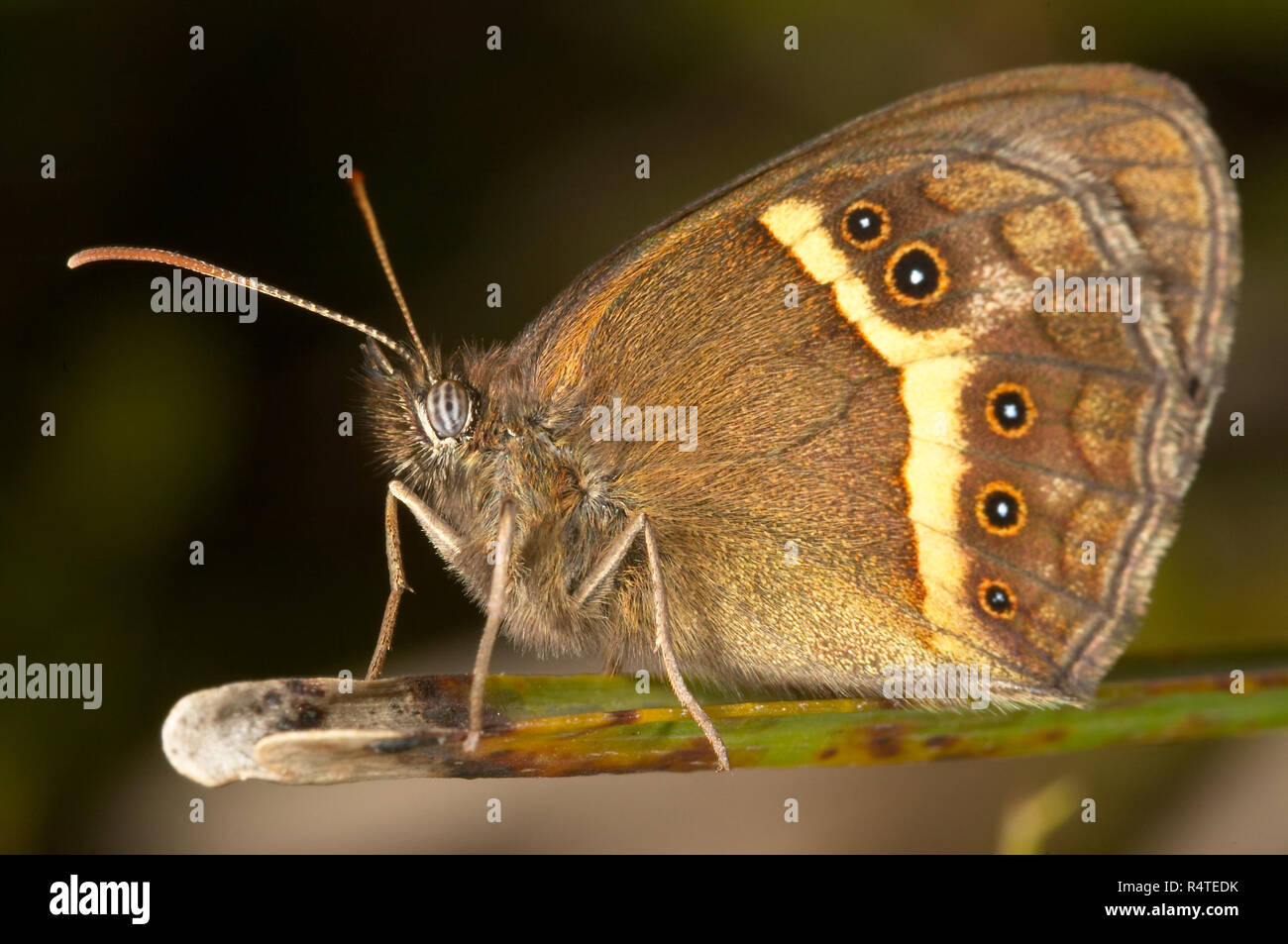Pyronia Bathseba High Resolution Stock Photography and Images - Alamy