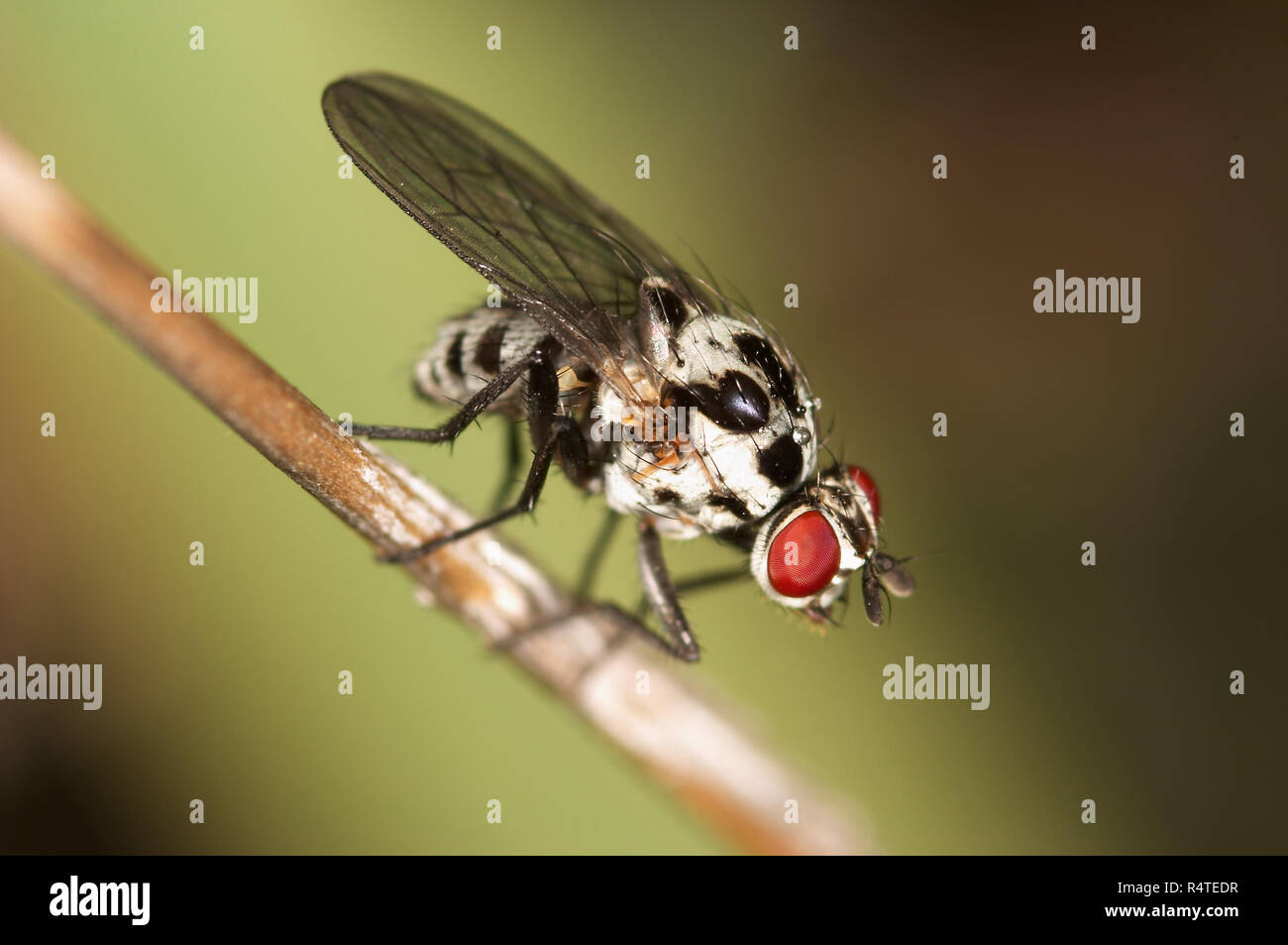 Dipterous insects hi-res stock photography and images - Alamy