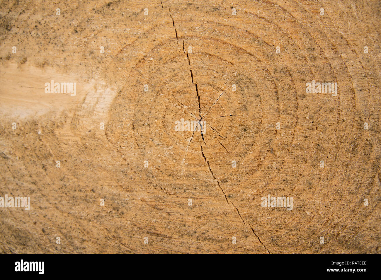 wood growth rings Stock Photo - Alamy