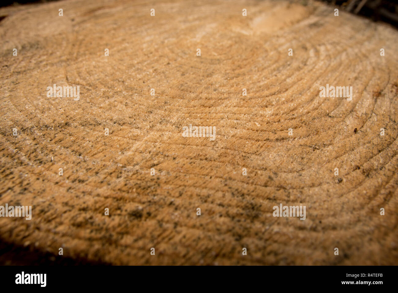 wood growth rings Stock Photo - Alamy