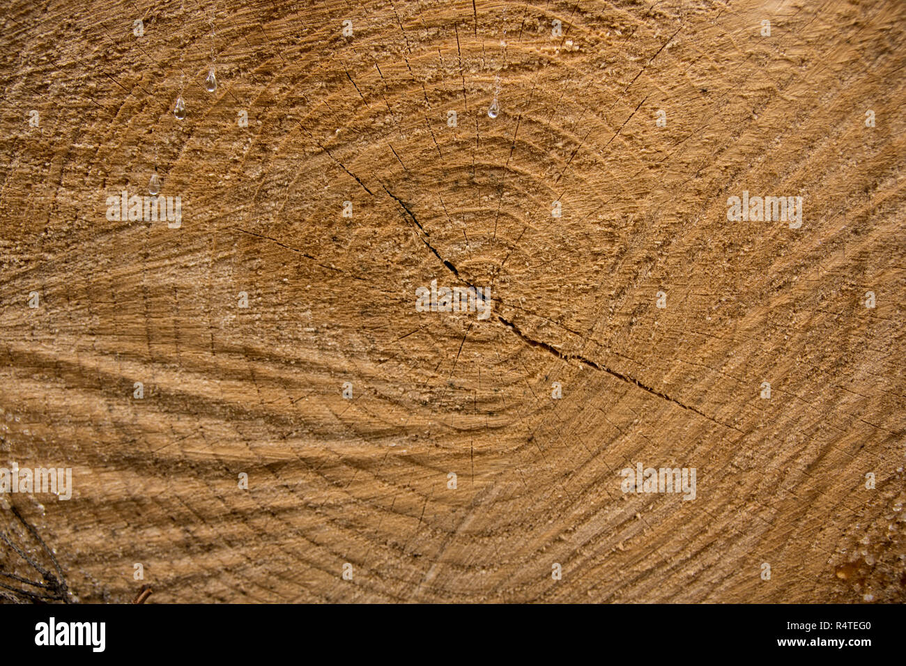 wood growth rings Stock Photo - Alamy